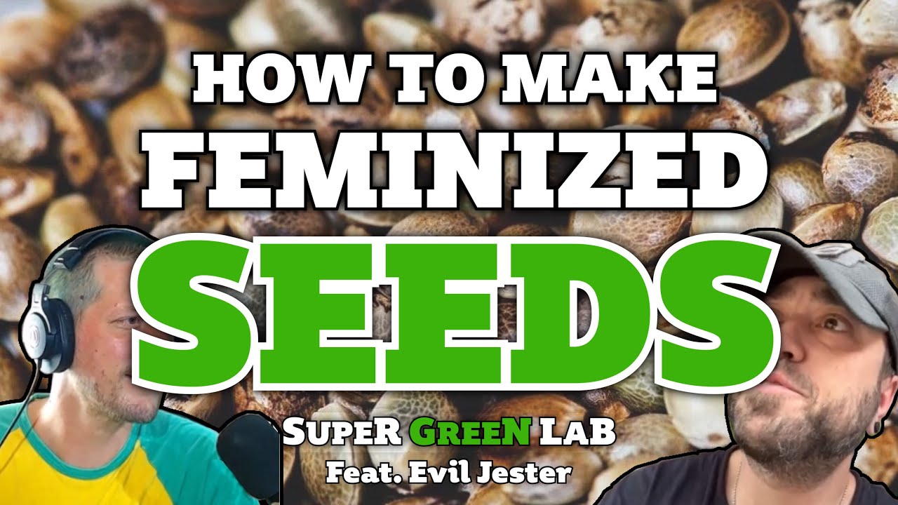 How to get free feminized seeds ! Like... hundreds of free seeds. - YouTube