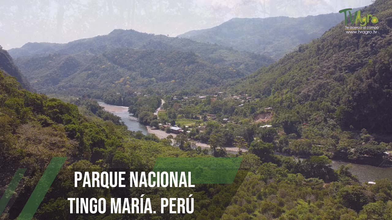 Parque Nacional Tingo María. Perú - TvAgro por Juan Gonzalo Angel ...
