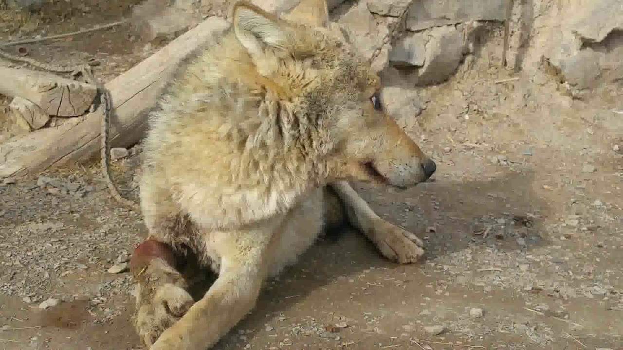 The wild Wolf in Hazarajat, Afghanistan - YouTube