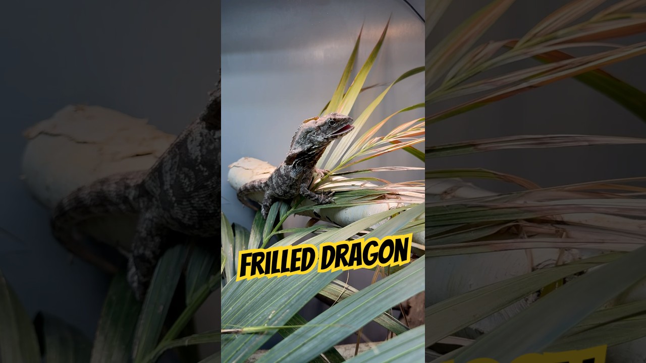 #Frillednecklizard #frilleddragon #reptile #short #lizard #pet - YouTube