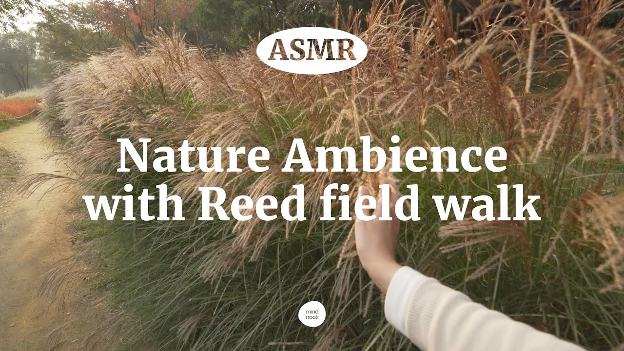 [3 Hours] Relaxing Nature Ambience of Meadow with Wind Sounds with ...