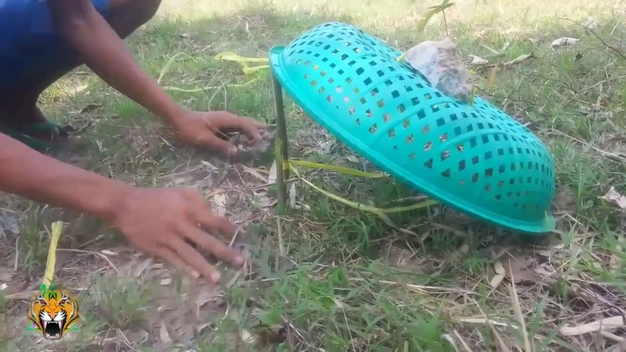 Awesome Simple and Quick Bird Trap - (Work 100%) - The Best Bird Trap ...