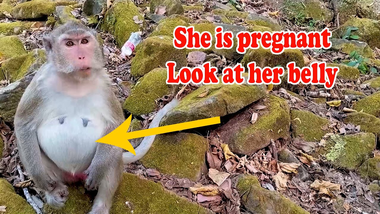 Pregnant monkey - I feel that she's adorable and she is responsible for ...