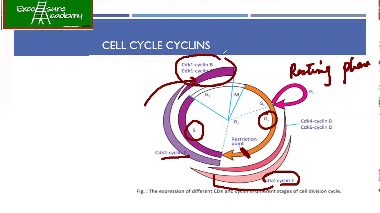 Cell cycle_Part 8 #Cyclins and cyclin dependent kinases #detail notes # ...