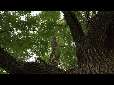 The Legacy of Denver Trees | Be A Smart Ash - YouTube