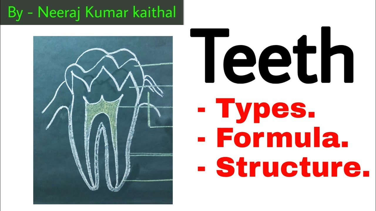 teeth types, structure, formula - YouTube