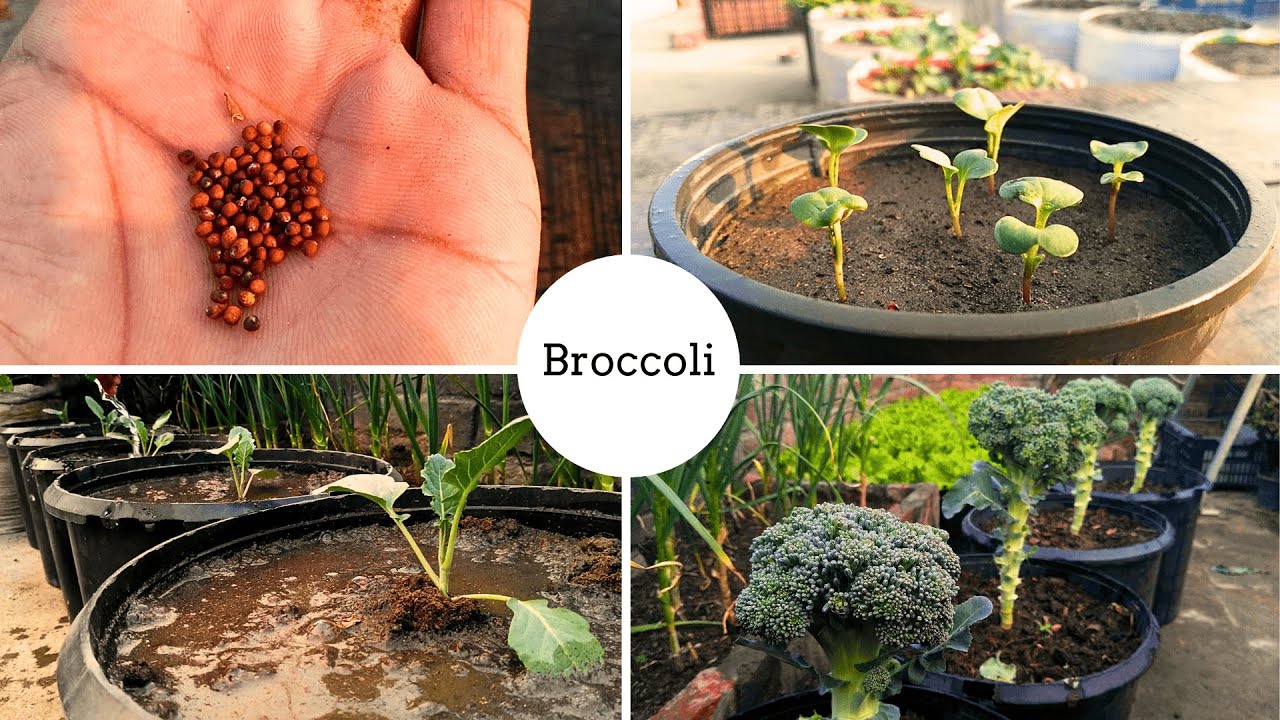 How to grow Broccoli | From Seed to Harvest | Simple and Easy method ...