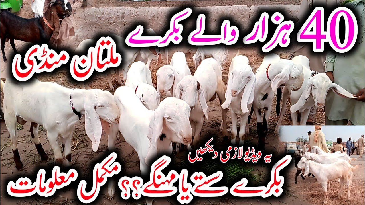 40 hazar wale Bakre - multan bakra mandi latest price update - bakra ...