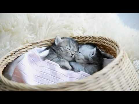 Cute cats for cats lovers  mouse  funny animals whatsapp status  360 X 640