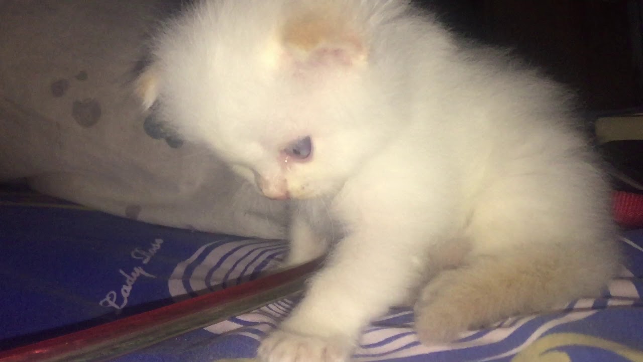 KUCING PUTIH LUCU - YouTube