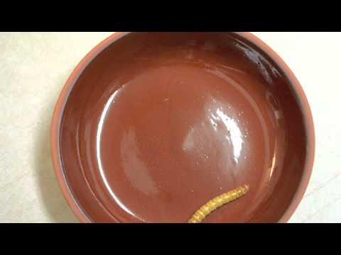 MealWorm Feeding Dish They WONT ESCAPE ! Best Mealworm bowl or insect ...