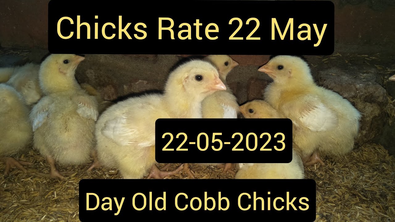22 May Monday 2023 Chicks Rate 🐤🐔🐓 - YouTube