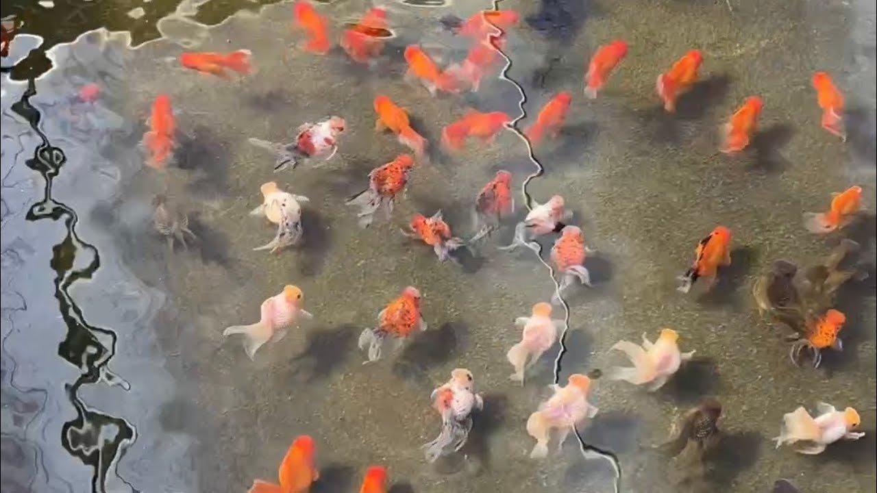 Always soothing to look at beautiful fancy goldfish - Zhao’s Fancies ...