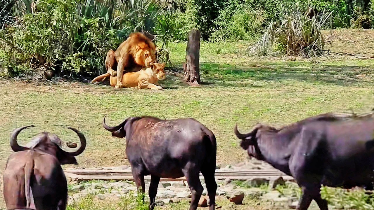 Best Wildlife Videos to Watch Right Now