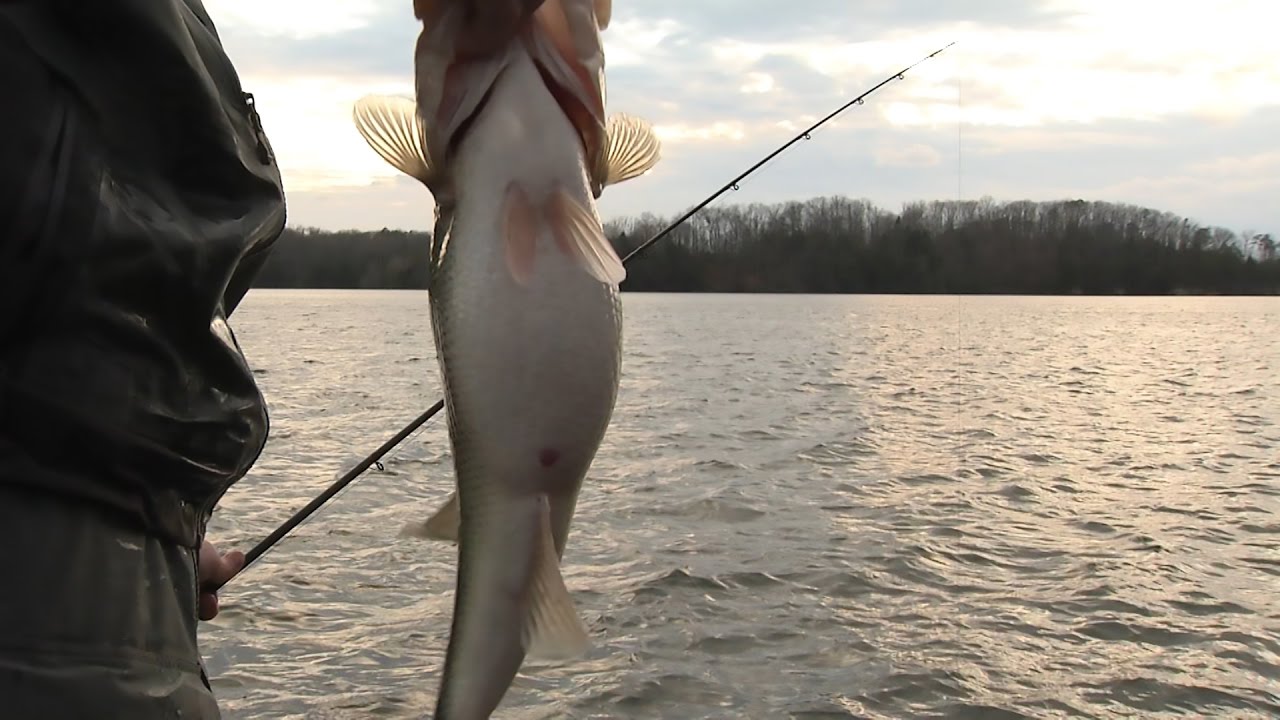 Learn How to Rig and Throw the Alabama Rig - YouTube