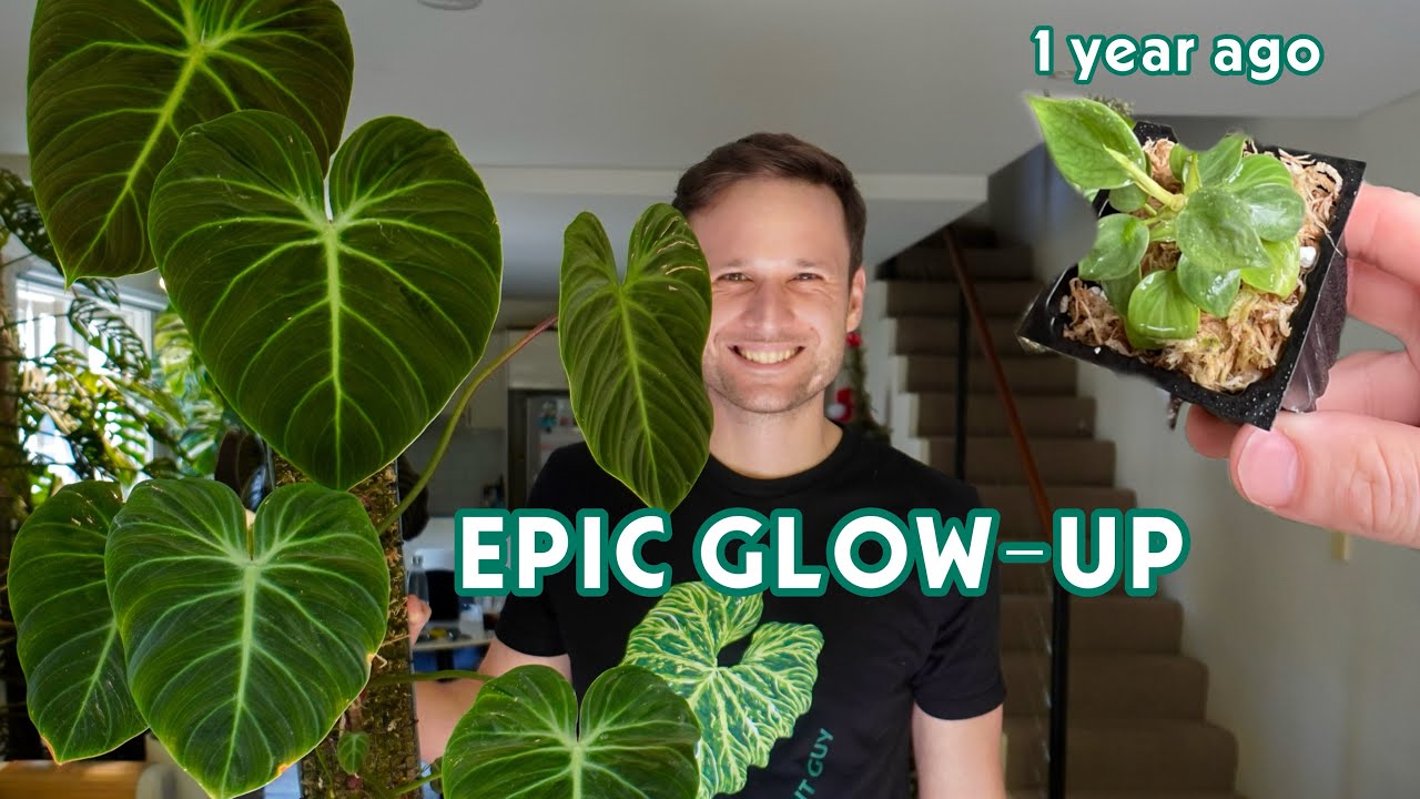 1 YEAR OF GROWTH - Philodendron 'El Choco Red' - Plant Spotlight ...