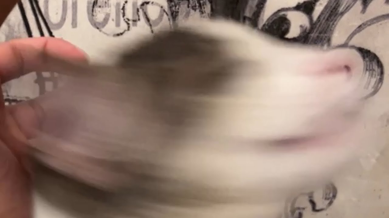 Maw *𝐒𝐇𝐀𝐊𝐄𝐒 𝐀𝐆𝐆𝐑𝐄𝐒𝐒𝐈𝐕𝐄𝐋𝐘* maww - YouTube
