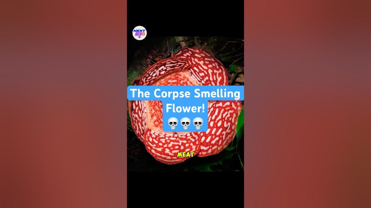 The World’s Stinkiest Flower! #facts #biology #shorts - YouTube