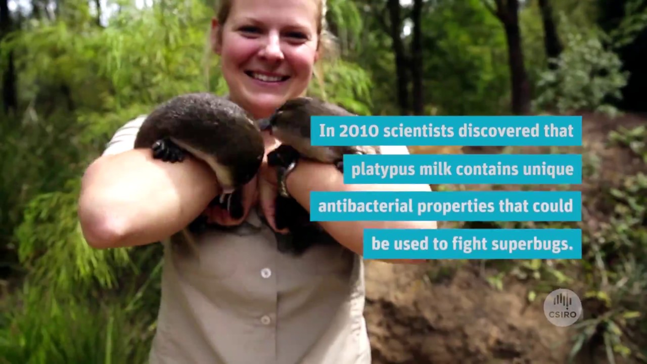 Saving Lives with Platypus Milk - YouTube