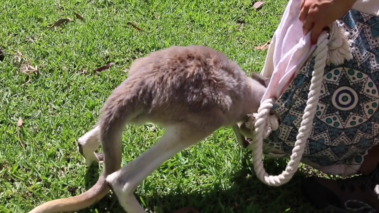 Red Roo Ruby Captures Keeper's Heart - YouTube