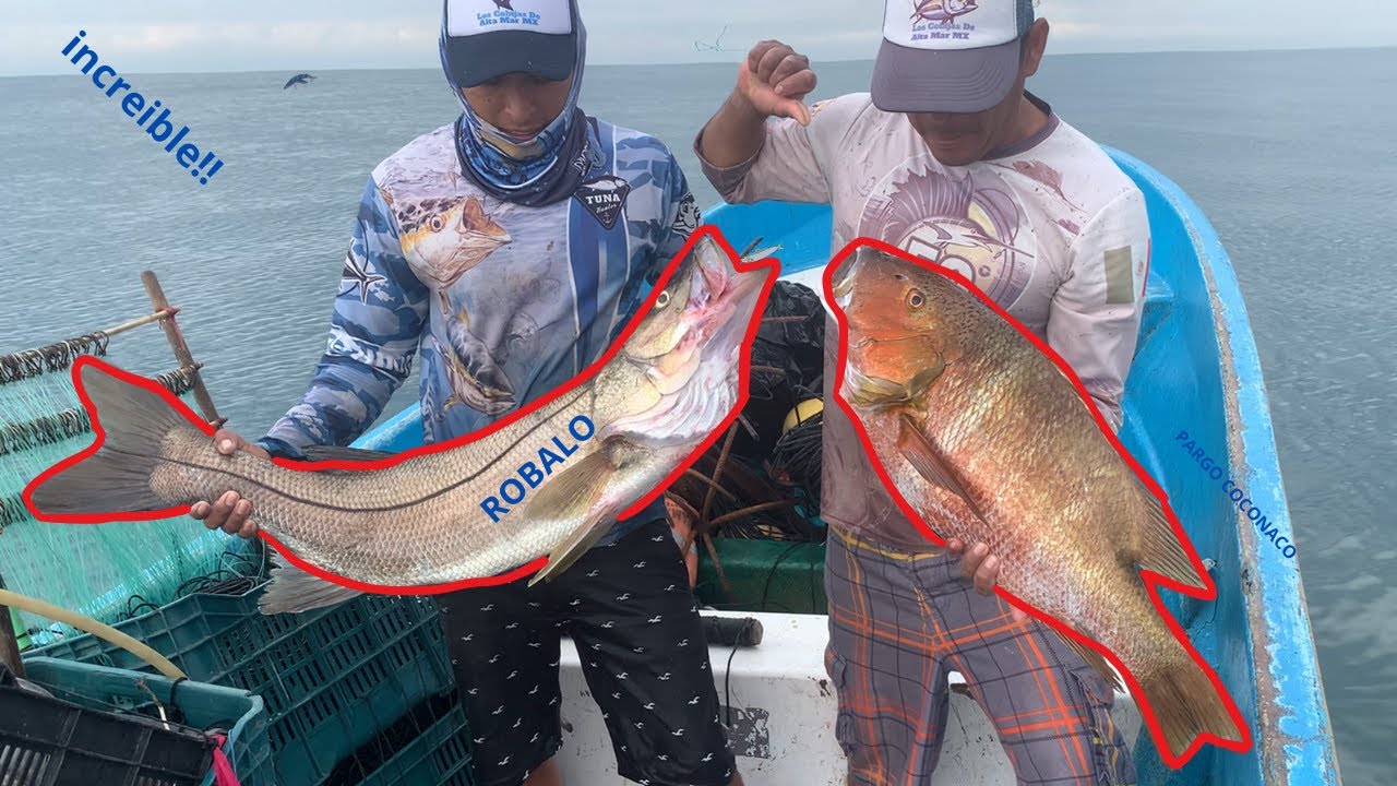 Mira como la sardina nos saco la tarraya, Pesca con SIMBRA! - YouTube