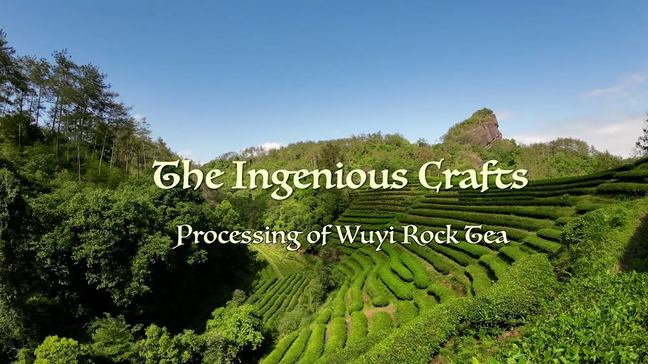 The Ingenious Crafts: Processing of Wuyi Rock Tea - YouTube