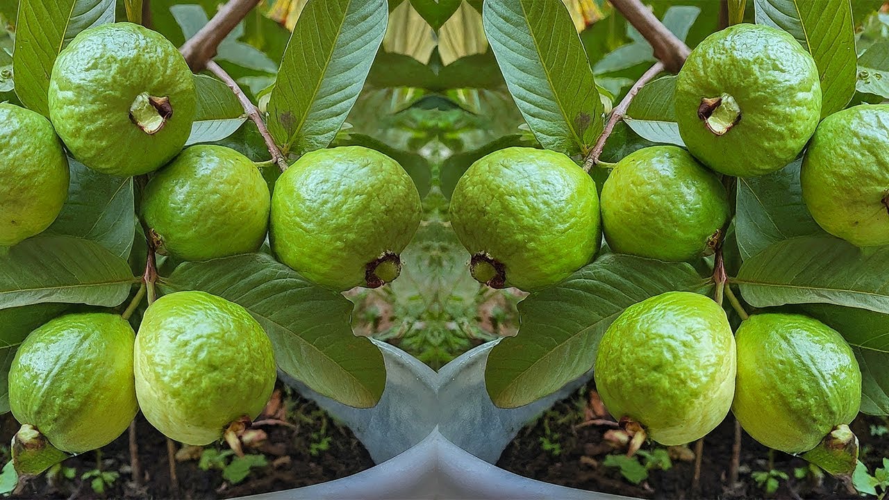 🌿Ready to grow own guava tree at home? propagate guava tree by cuttings ...