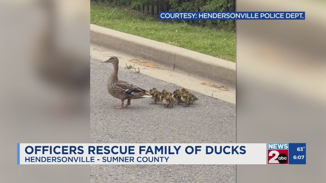 Officers rescue family of ducks - YouTube