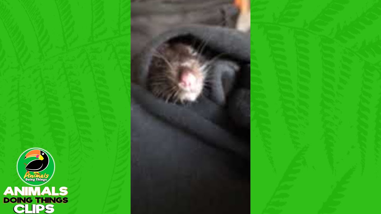 Cute Cozy Rat Wrapped in a Blanket | Animals Doing Things Clips - YouTube