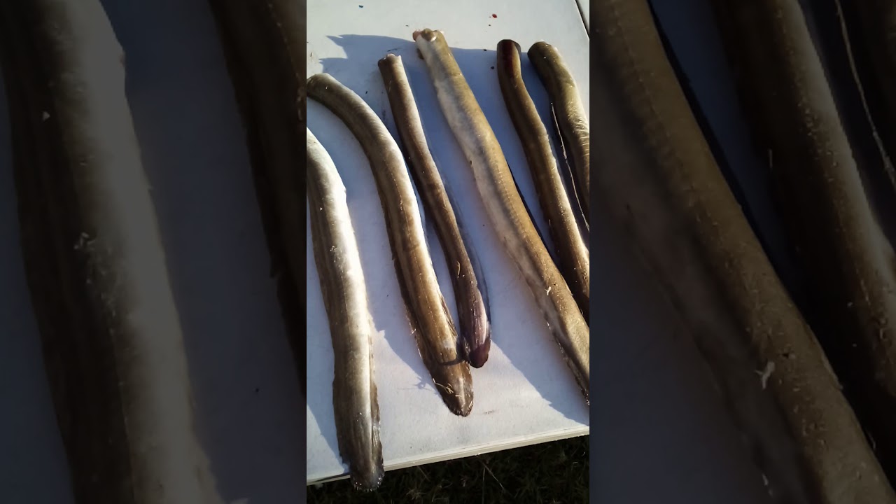 Nz best smoked tuna (eel) catch and cook - YouTube