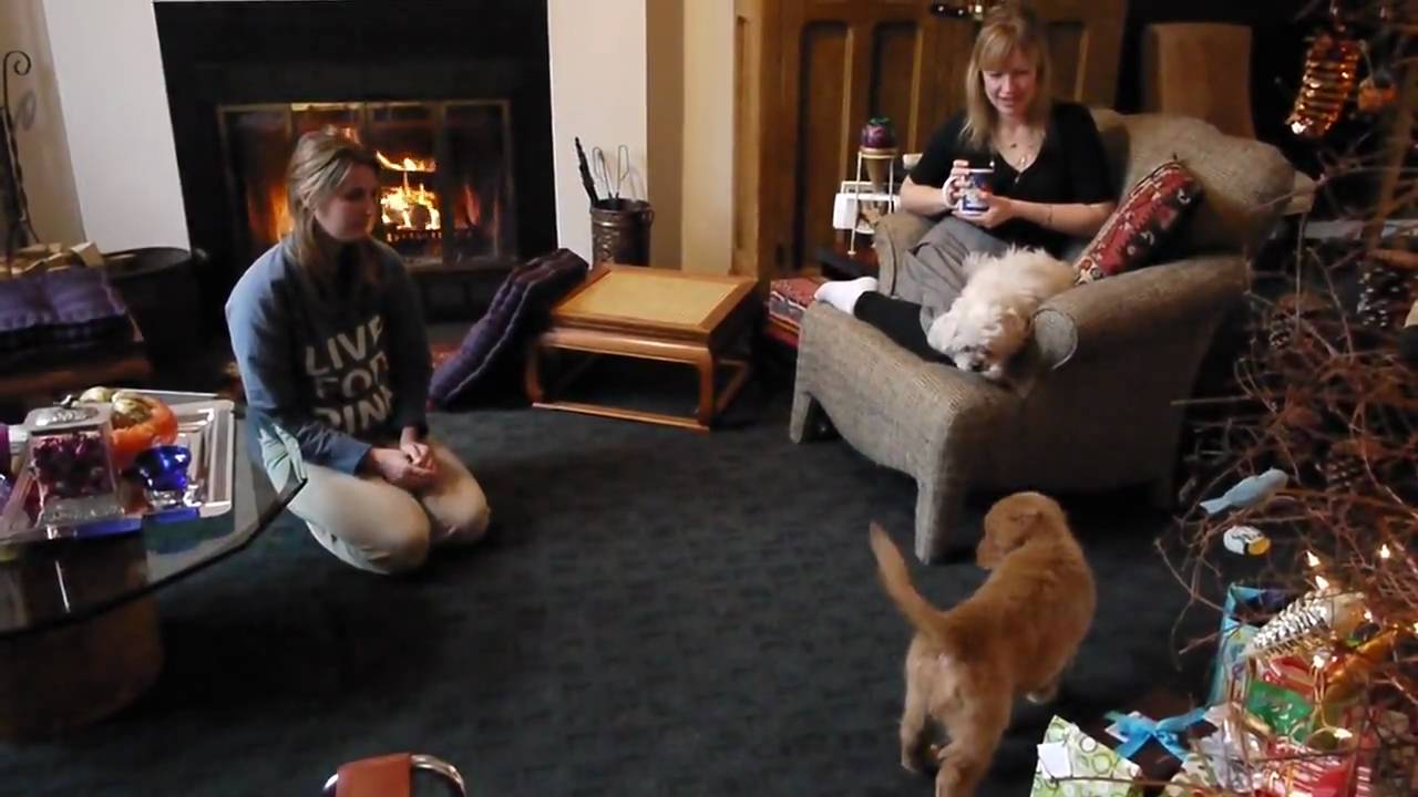 Toby Christmas 09.MTS - YouTube