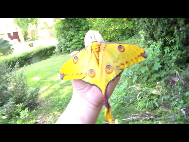 Comet Moth Caterpillar