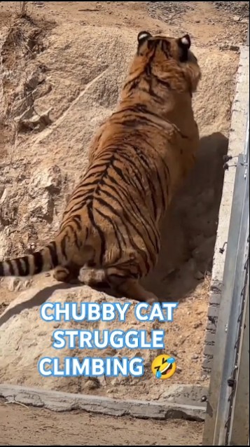 CHUBBY CAT ALWAYS STRUGGLE CLIMBING 🤣🤣 #cute #cat #funny #tiger - YouTube