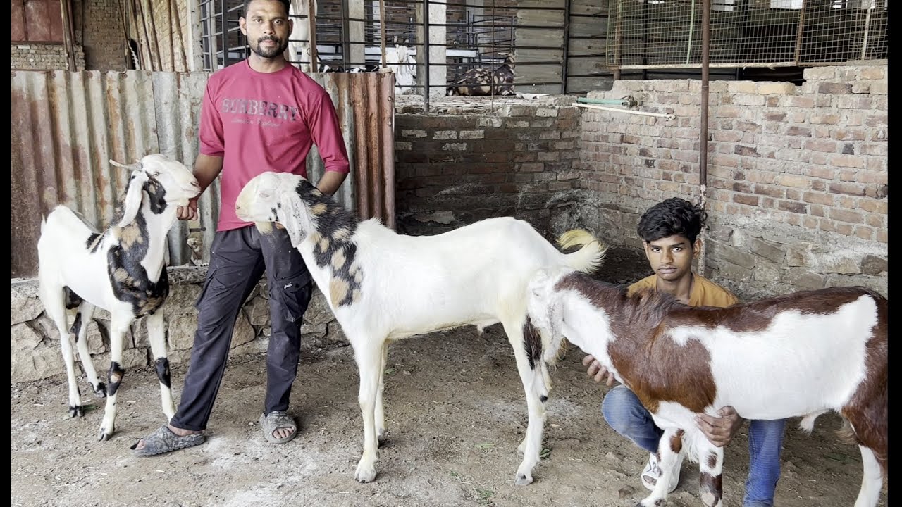 Gujri goat ka mela 11 bakro ka lot shadab Bhai - YouTube