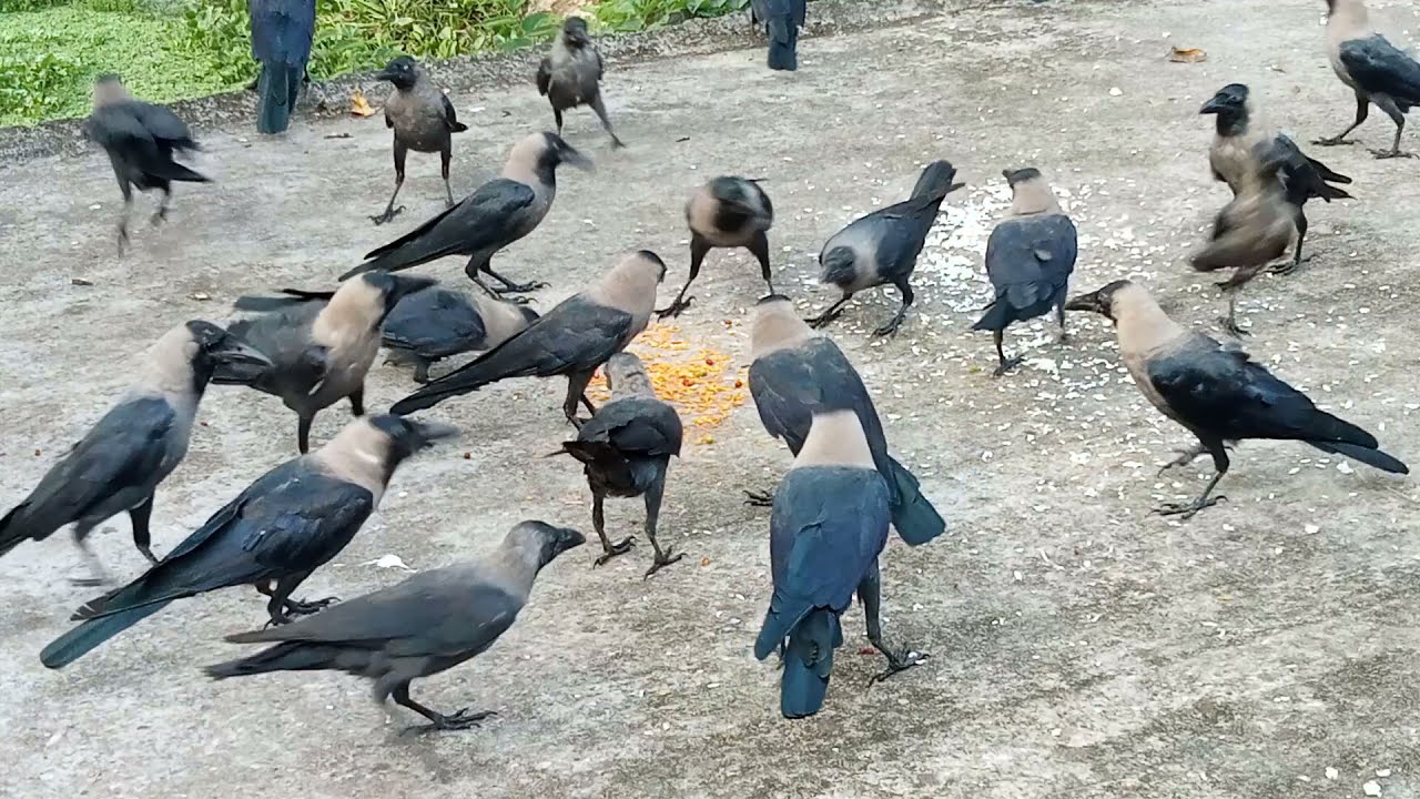 Crow Bird Crowing Sound part 67 | Crow ki Awaz Naturally , Crow Sound ...