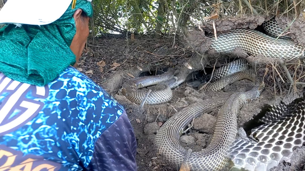 KUMPOL NA MGA JUMBO COBRA AT SAWA | JTG Kamandag - YouTube