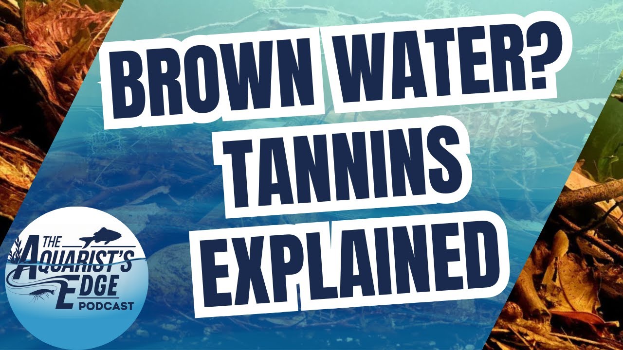 Tannins Explained: Blackwater Aquariums, Fish Health, and the Science ...