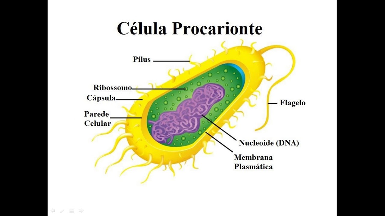 Célula Procarionte - 6° ano - YouTube