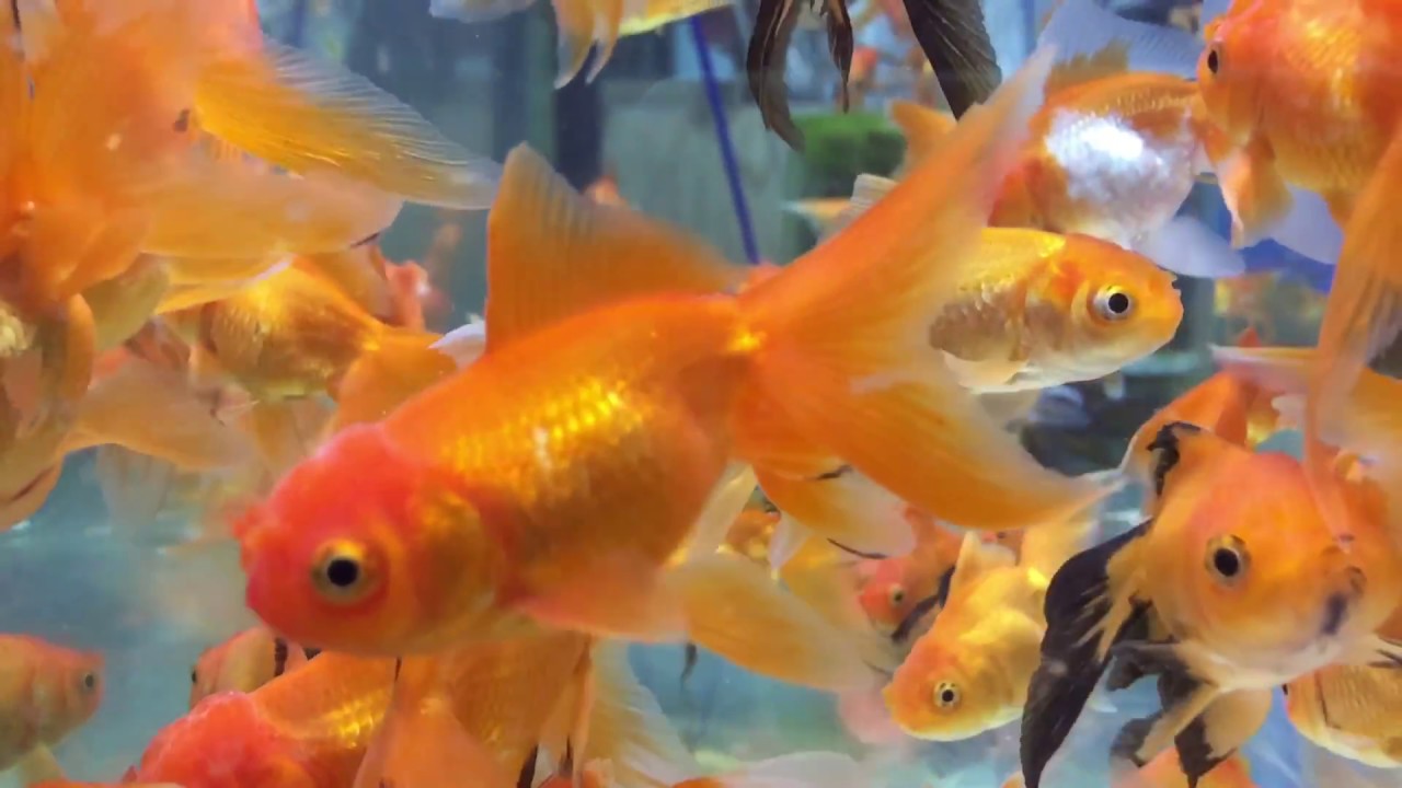 Japan Explorer: Hanahusa Goldfish swimming in a fish school #picmil # ...