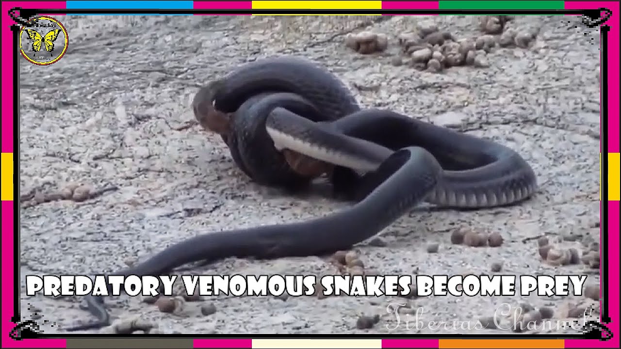 Predatory venomous snakes become prey/Animal Planet/bbc/bbc earth ...