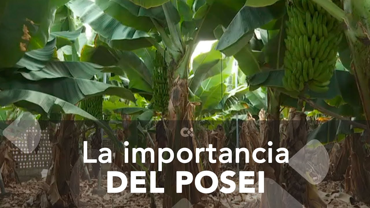 La importancia del POSEI en Canarias - YouTube