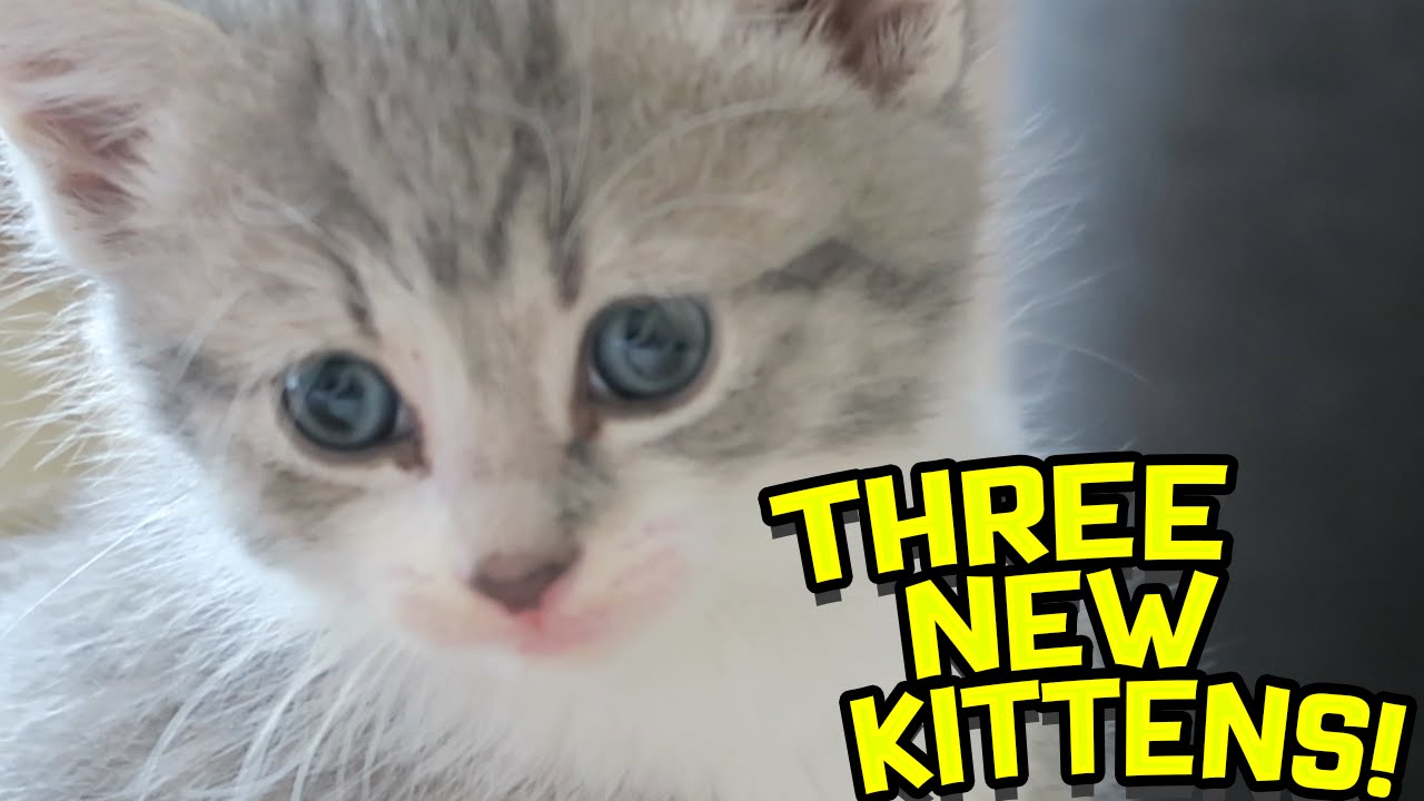 RANDOM CAT VIDEO (THREE NEW KITTENS!) - YouTube