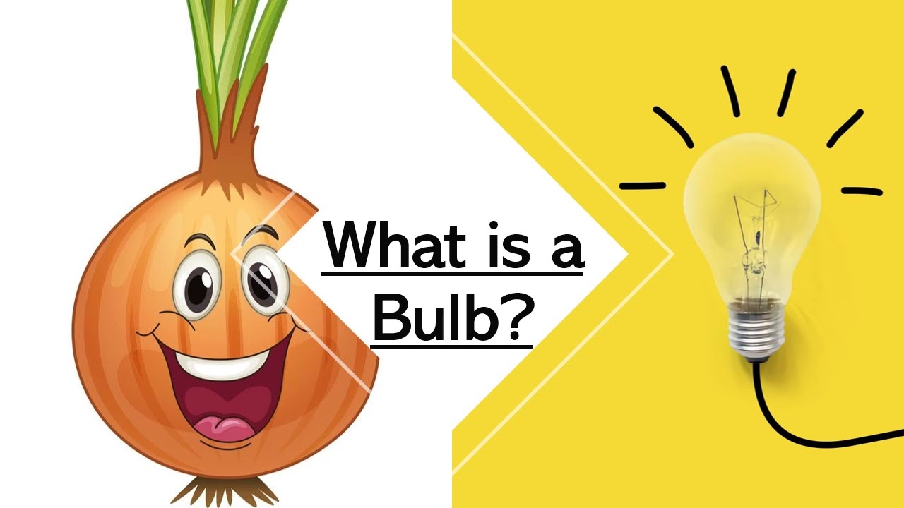 Difference between Bulbs And Seeds: A Comprehensive Guide Difference between Bulbs And Seeds: A Comprehensive Guide