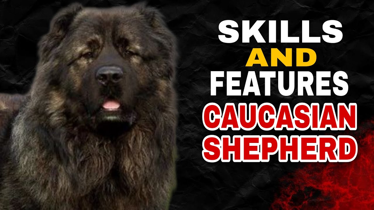 Caucasian Shepherd as a Guardian Dog: Guardian Skills and Features ...