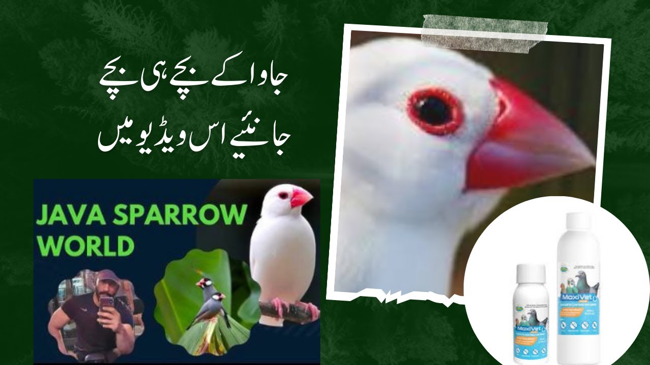 Fawn Java , Java Sparrow , Java Finch , White Java , Silver Java # ...