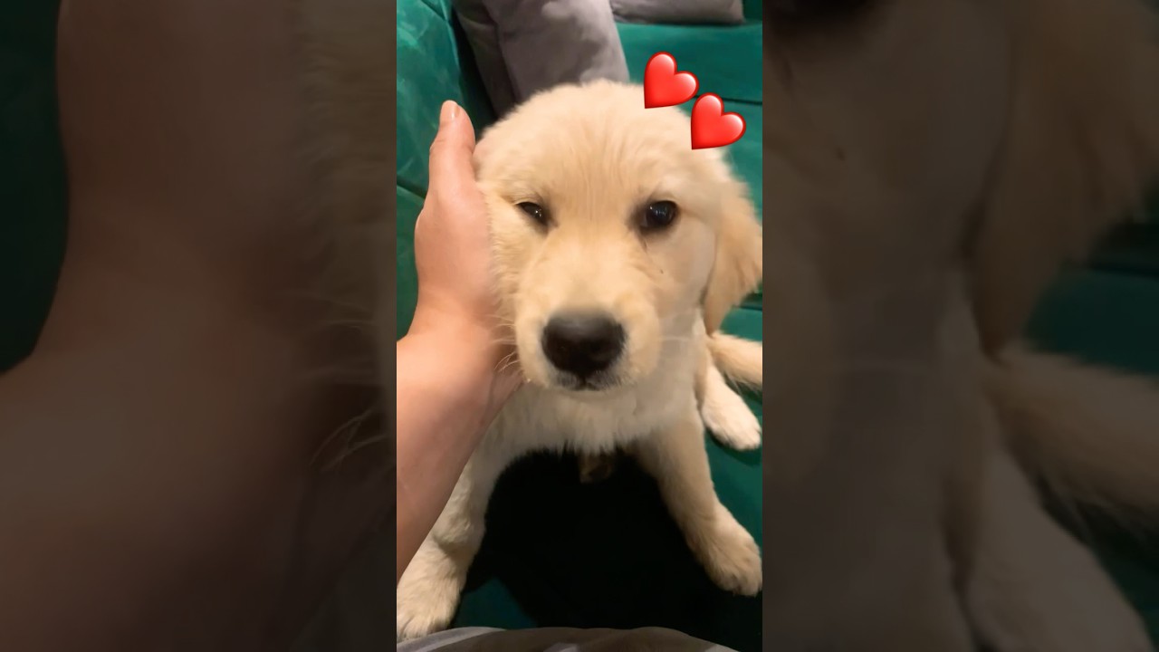 Just love this creature 😃#goldenretriever #petlover #doglover #cute # ...