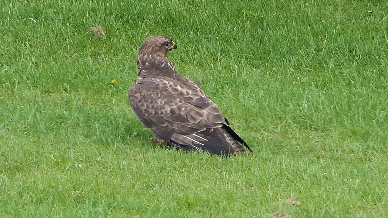 Buzzard pounces on Baby Bunny - YouTube
