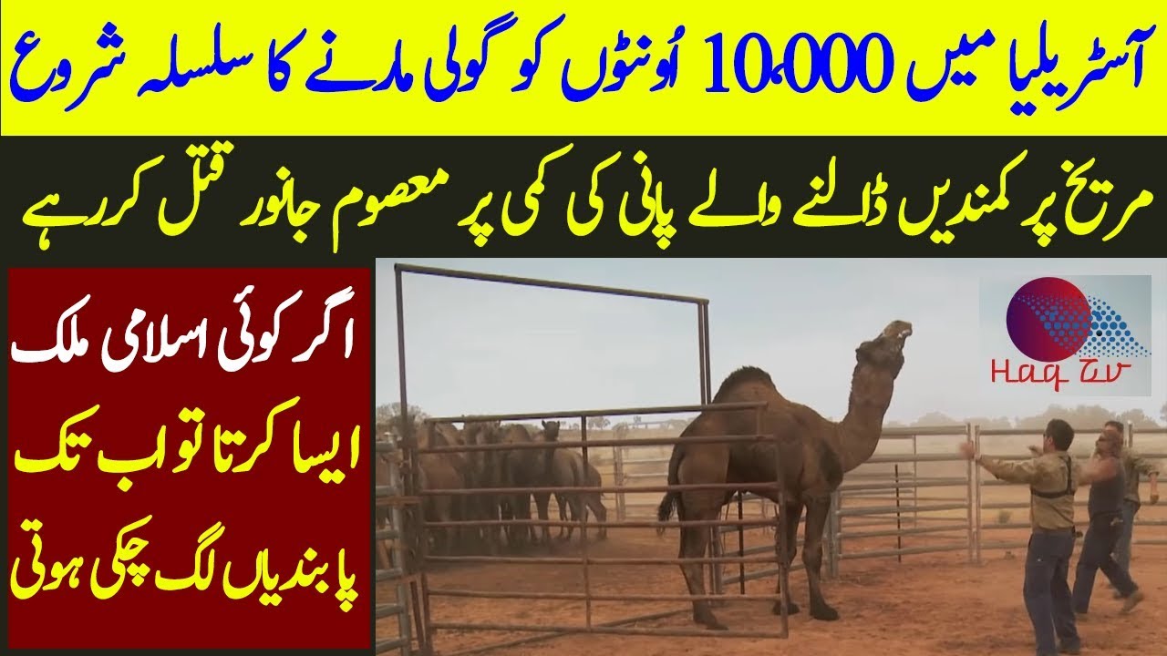 10,000 Camels Culling in Australia Due To Drought In 2020 Haq Tv - YouTube