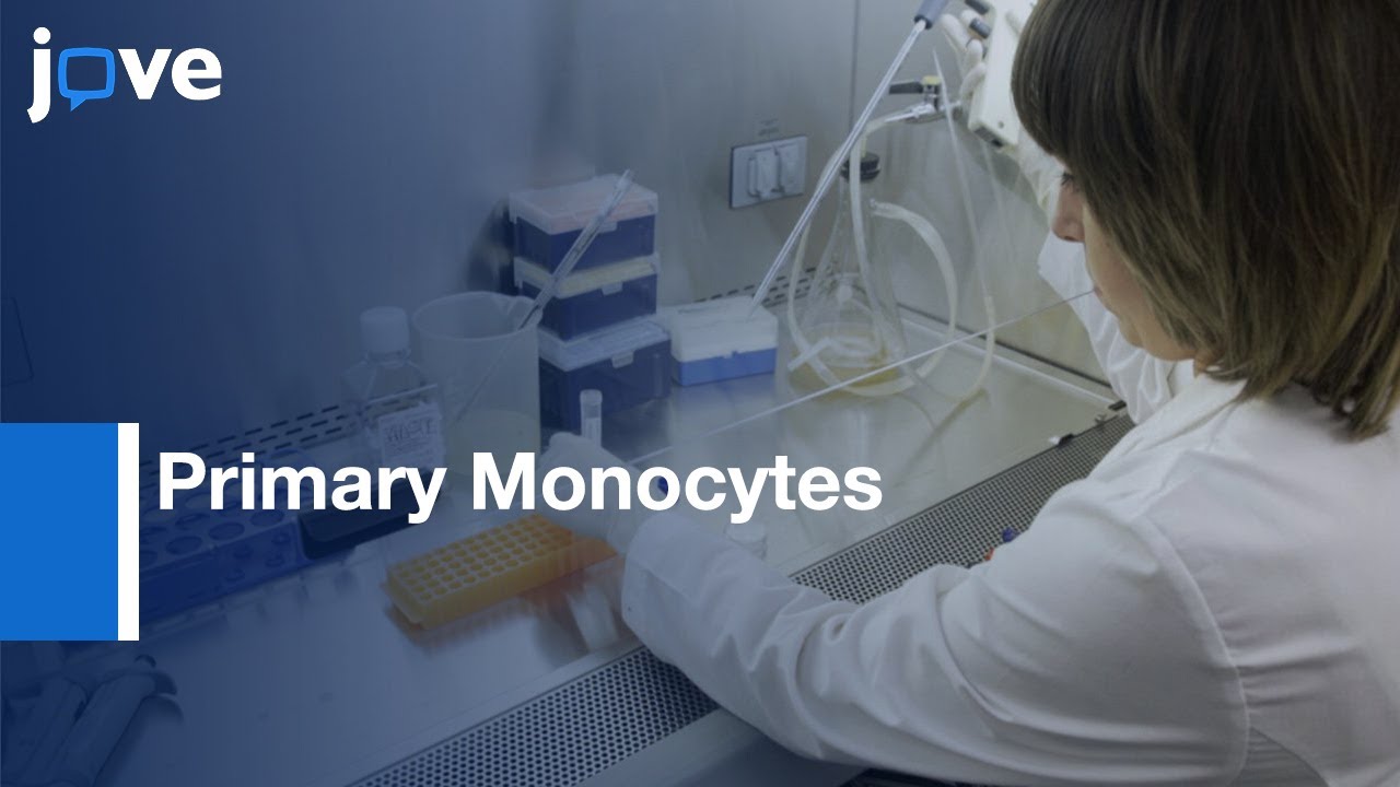 Primary Monocytes Isolation, transfection, and Culture | Protocol ...