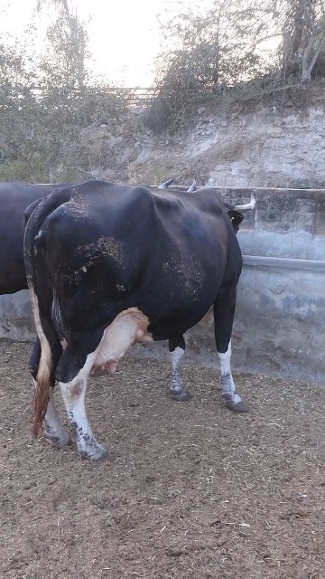 24 लीटर दूध एक दिन मे #cow #dairyfarmers #buffelo #hf #murrha #bhens # ...